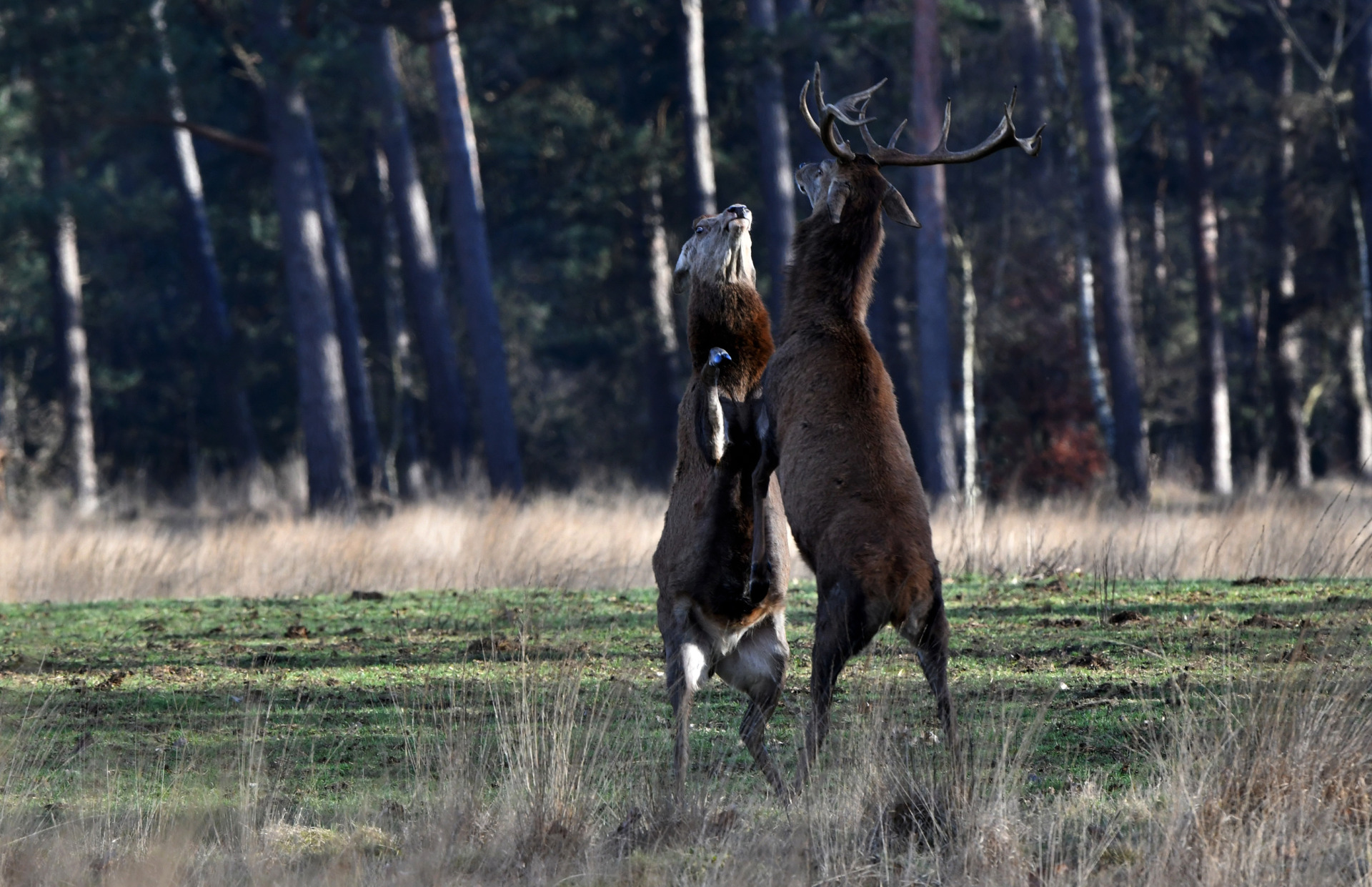 Edelherten werpen hun gewei af! — Lunteren.com