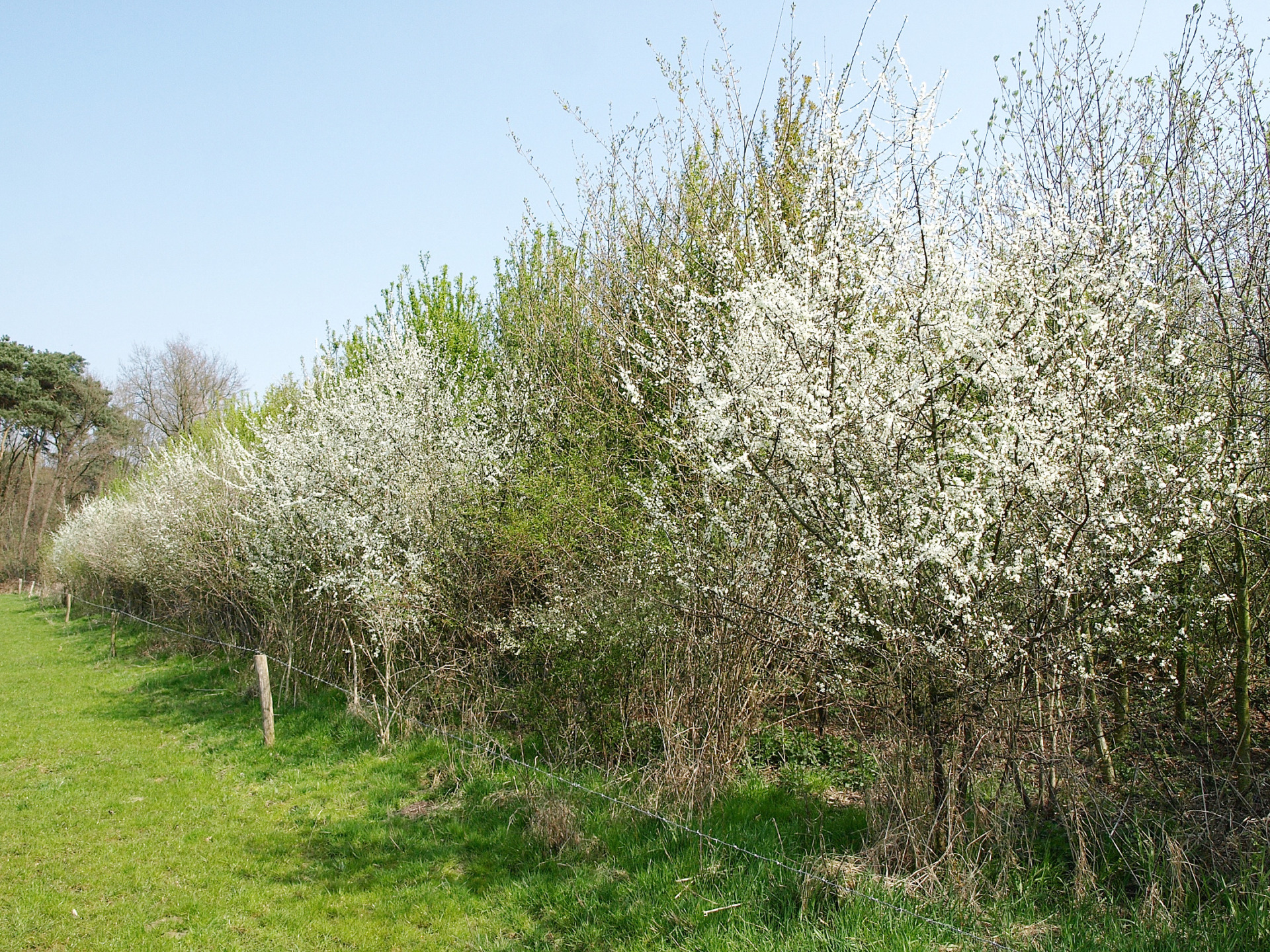 Ede gaat voor meer heggen en hagen — Lunteren.com
