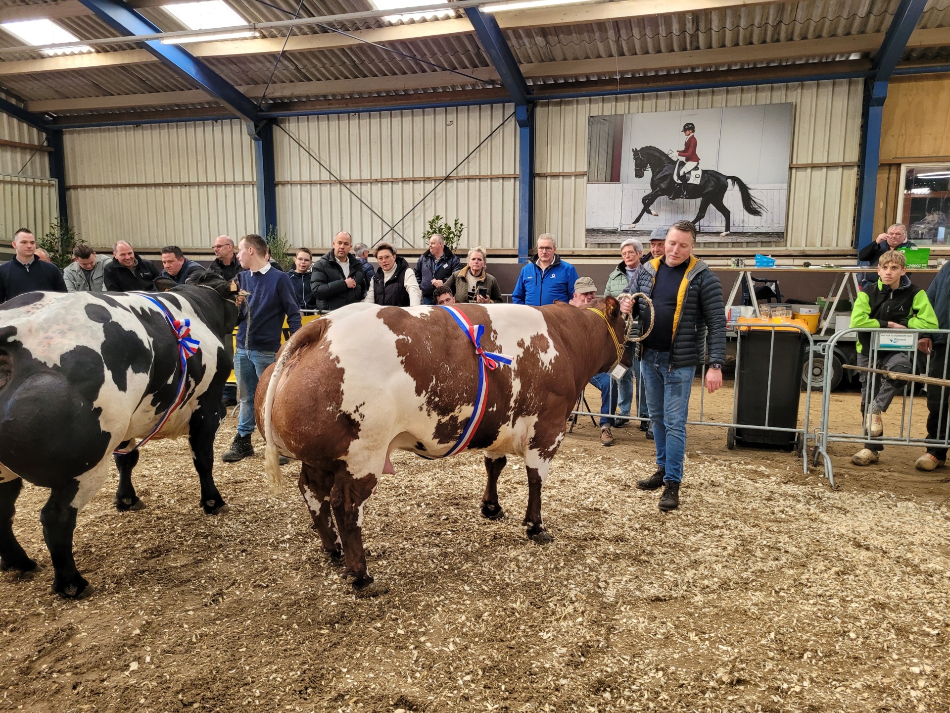 Evert van Rooijen tweemaal kampioen dikbil verbeterd roodbont ...