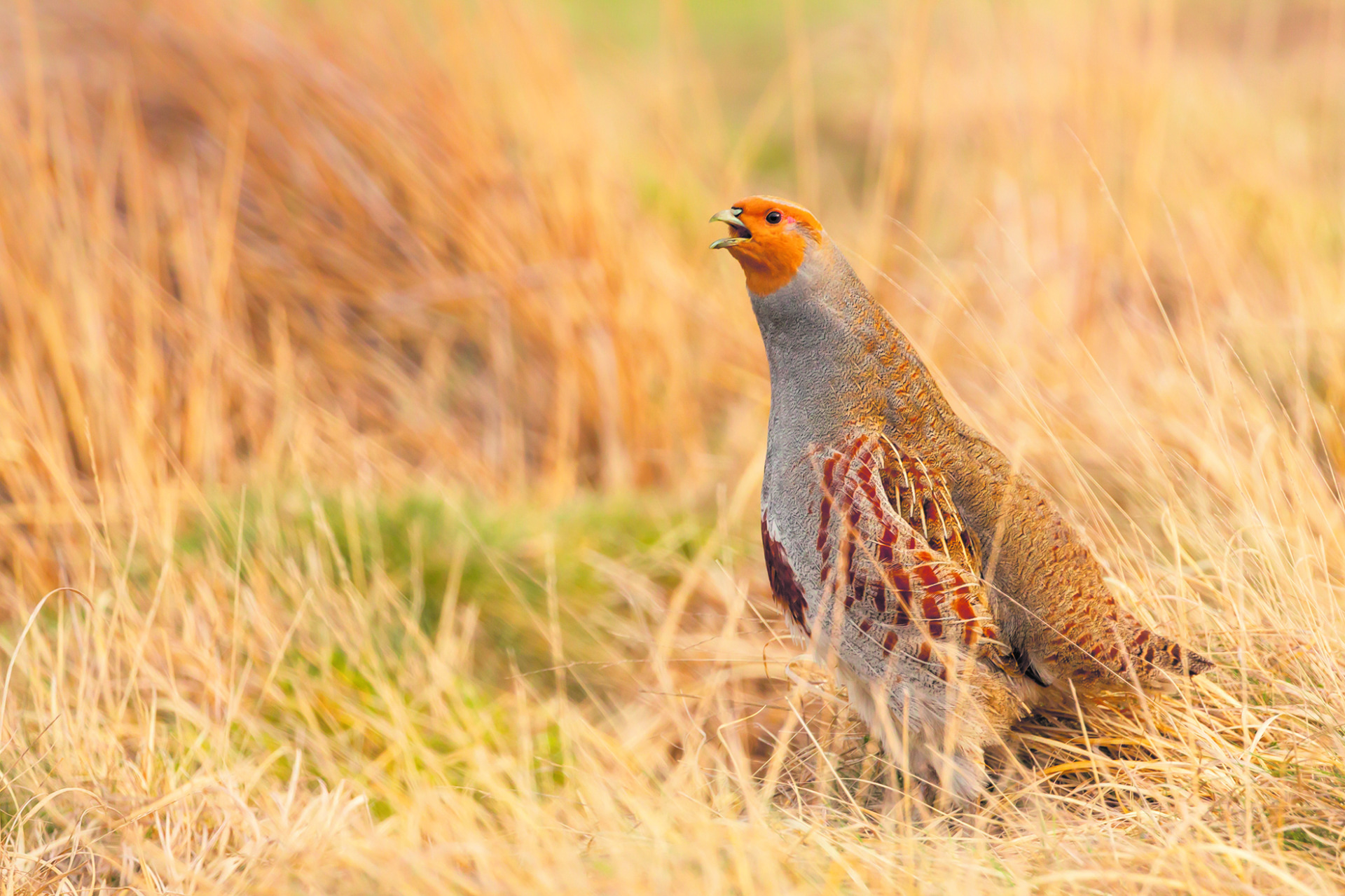 De Terugkeer van de Patrijs in de Meulunterse Eng — Lunteren.com